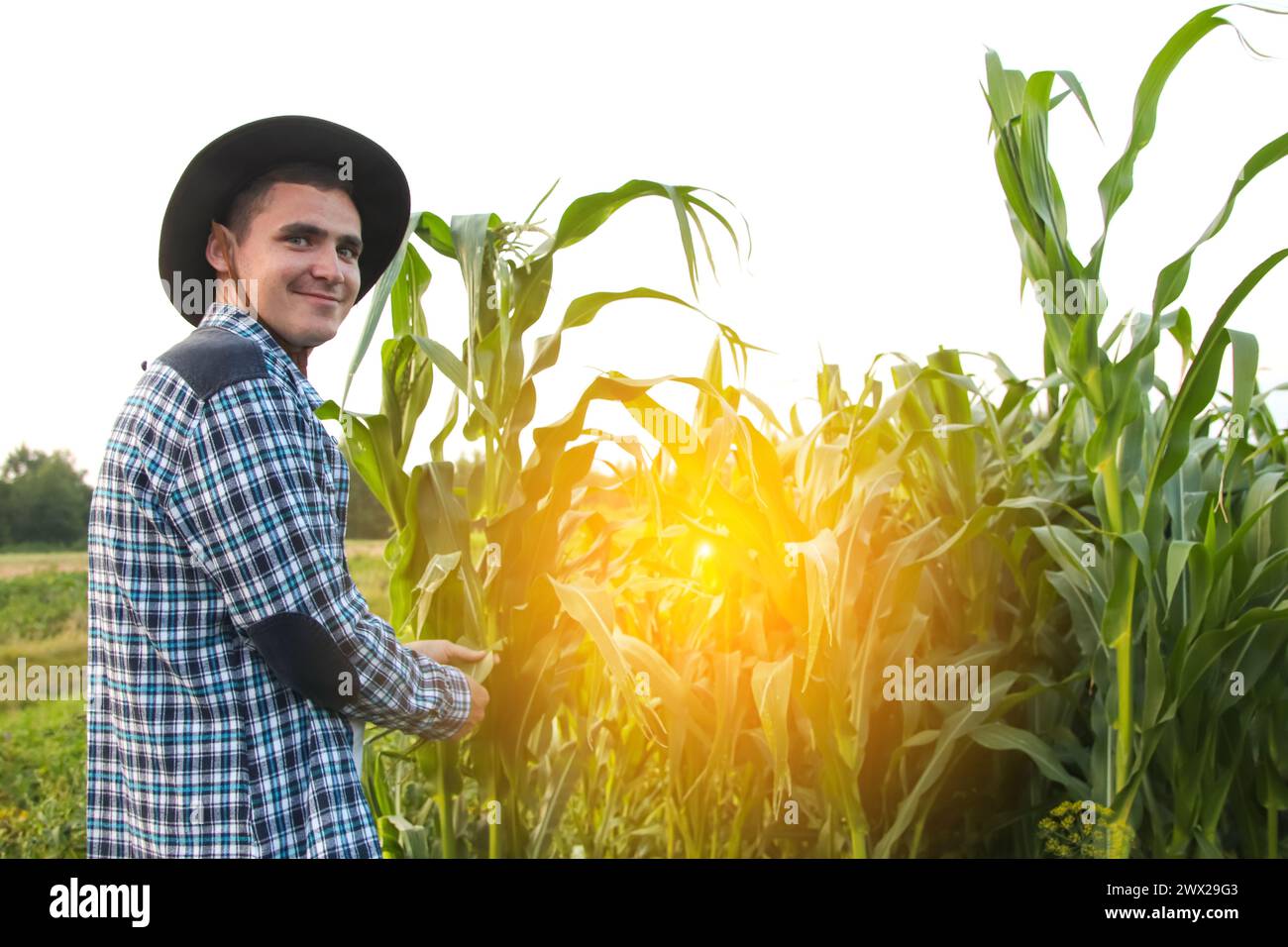 Sunny corn field. Amidst his expansive field, a dedicated farmer ...