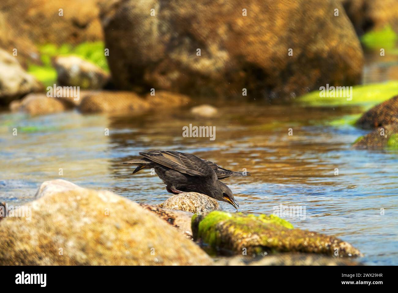 Example of acquisition by trial and error (cut and try). Young ...