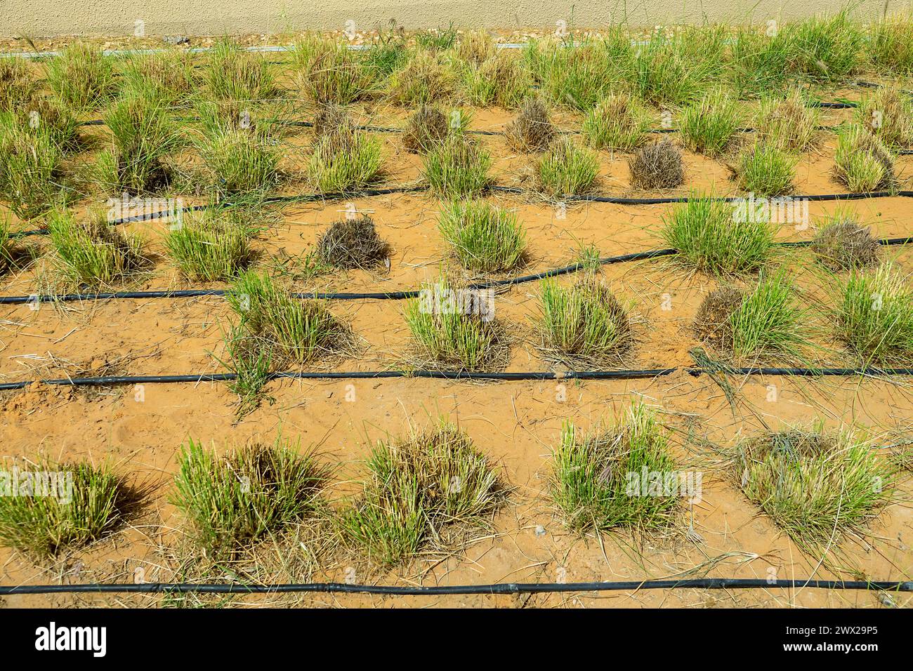 Drip irrigation water pipes (drip system) in the desert, green plants. Arabian Peninsula Stock ...
