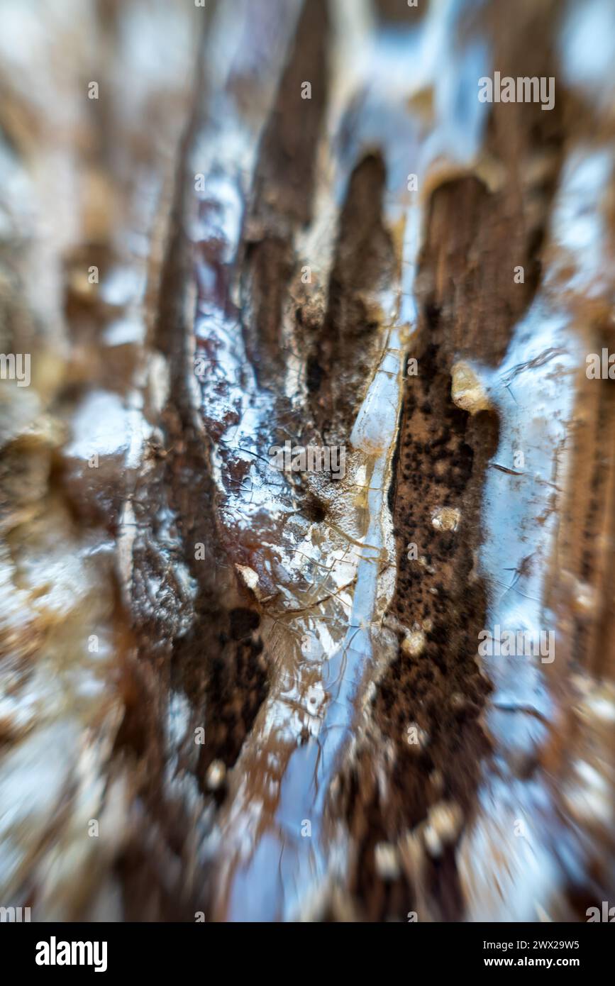 Rosin fir hi-res stock photography and images - Alamy