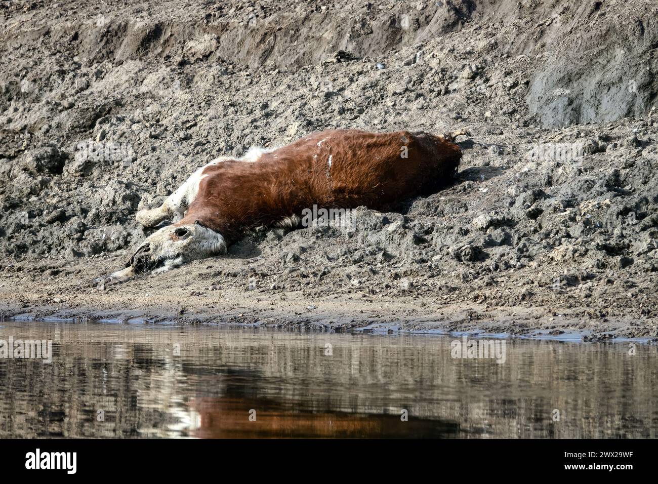 Livestock deaths, loss of cattle. A young bull or cow died on the ...