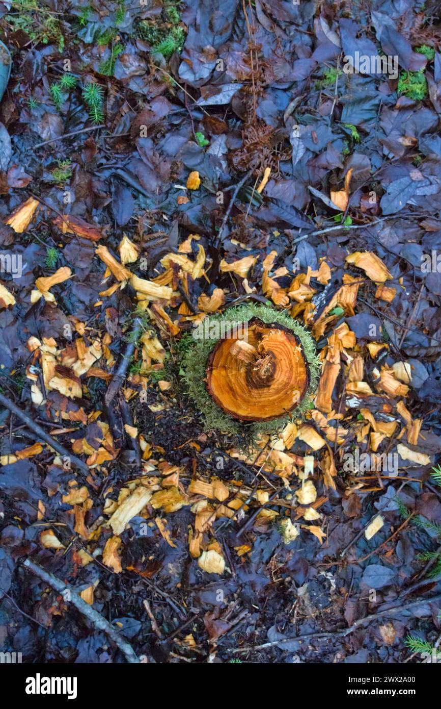 Gnaw pencil hi-res stock photography and images - Alamy