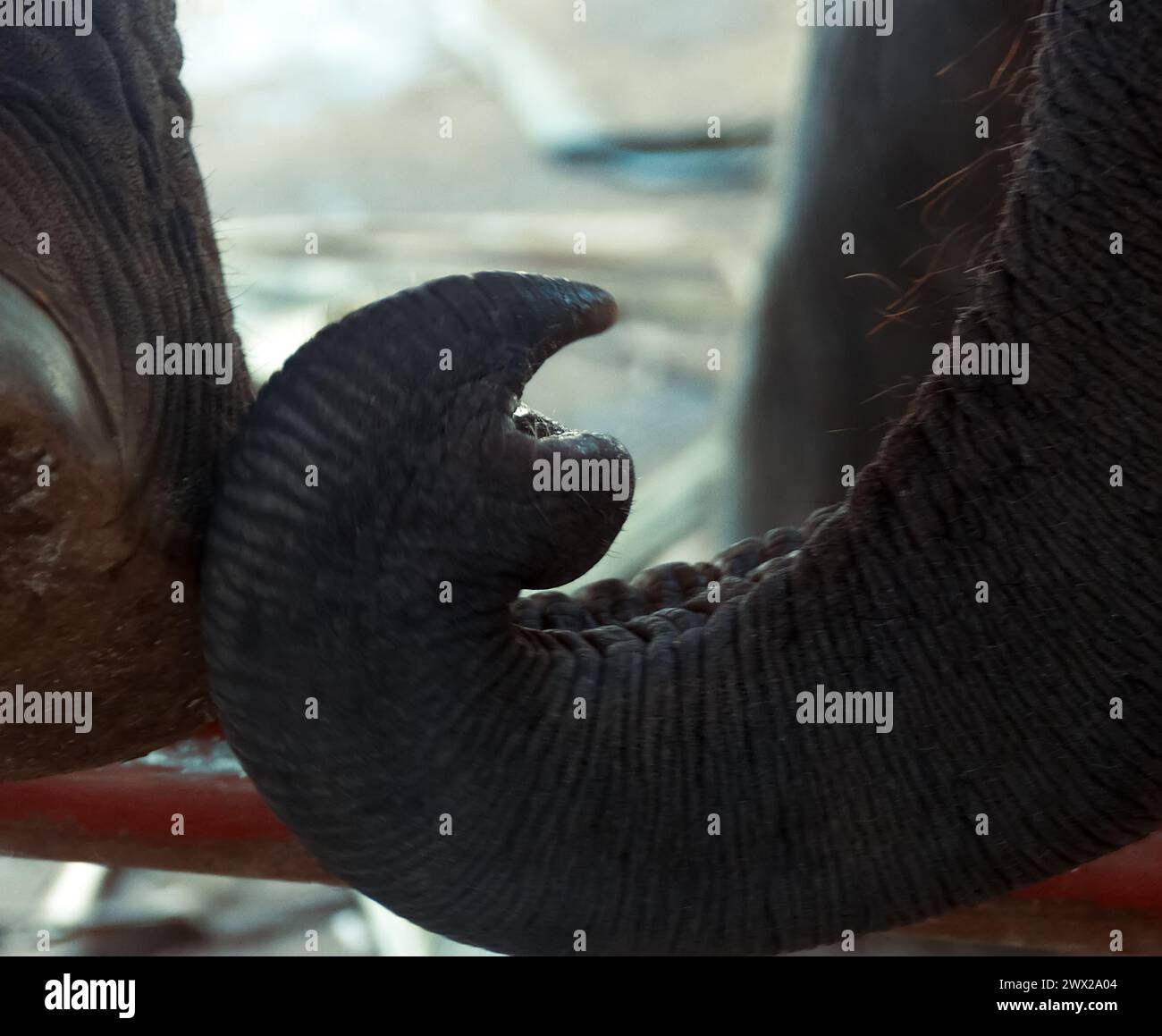 Finger outgrowth hi-res stock photography and images - Alamy