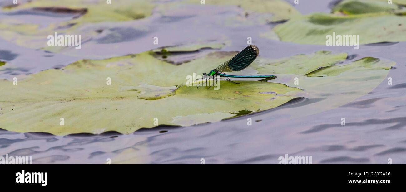 A Broad-winged damselflies, female (Calopteryx splendens, Calopterygidae) sits on a branch among ...