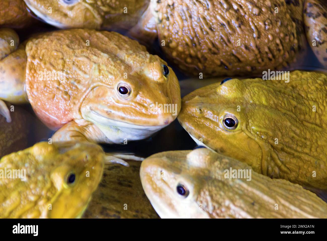 Chinese edible frog hi-res stock photography and images - Alamy