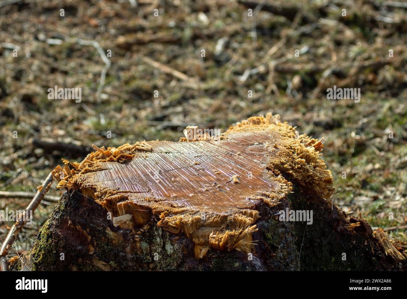 Forestry. Birch stumps after winter logging in the spring. The tree ...