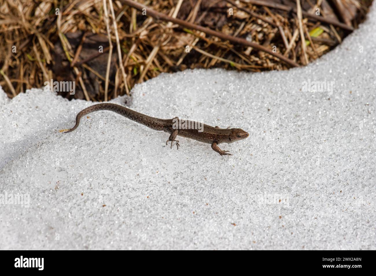 Common English lizard (Lacerta vivipara) migrates in the spring. This ...