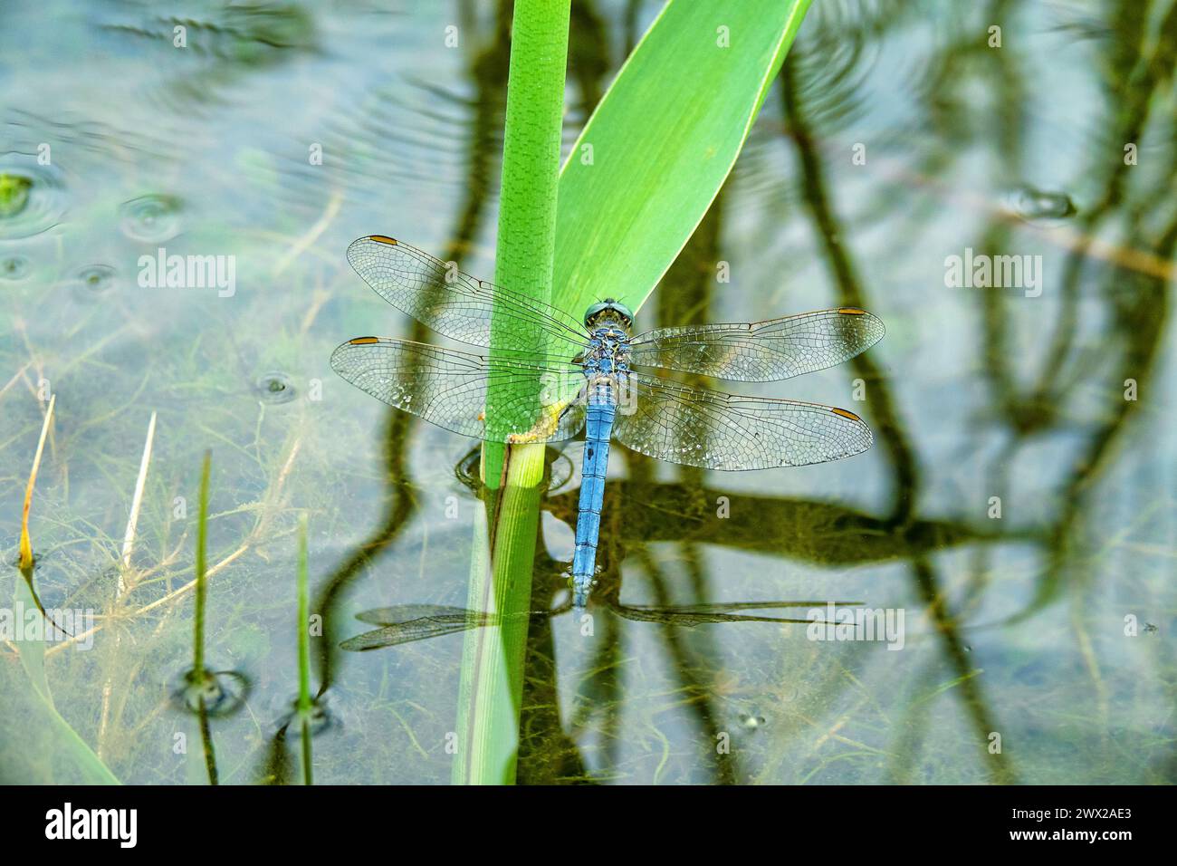 Southern skimmer (Orthetrum brunneum) male. Eastern Crimea, Kerch ...
