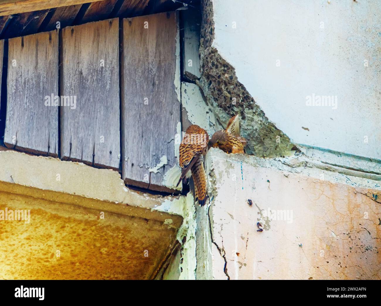 A fledgeling sparrow (yellow-beaked, spring chicken) has fallen out of ...