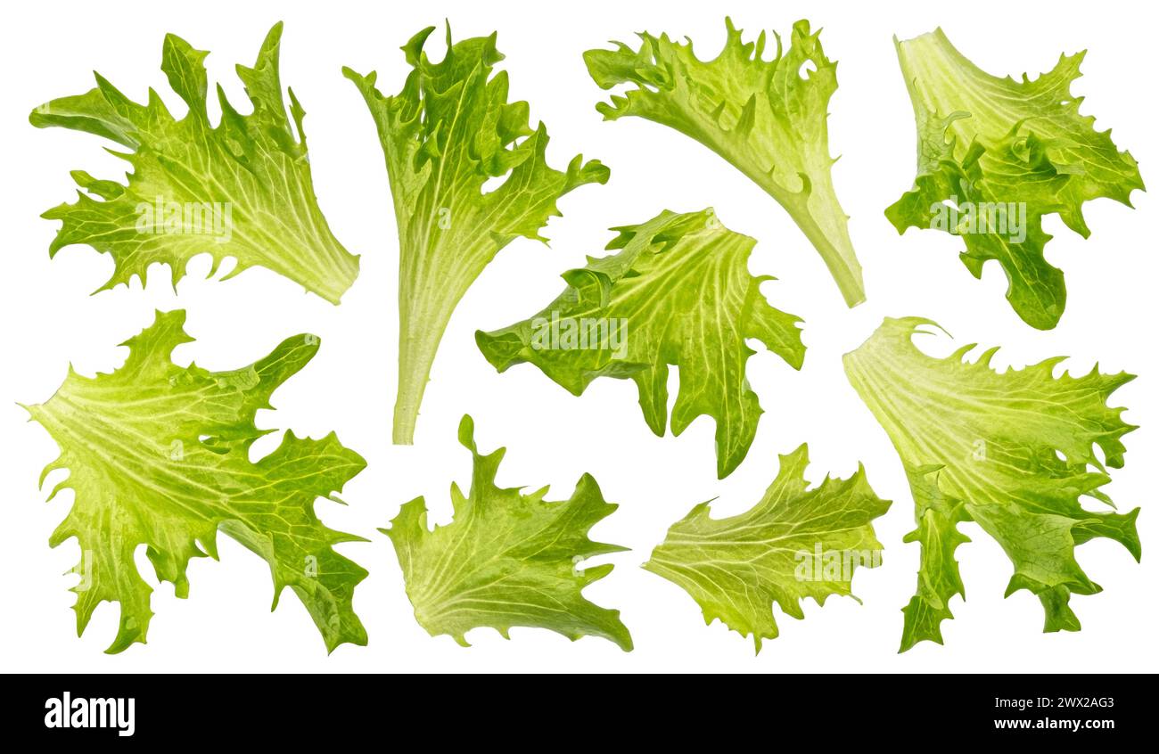 Frize salad leaves isolated on white background Stock Photo - Alamy