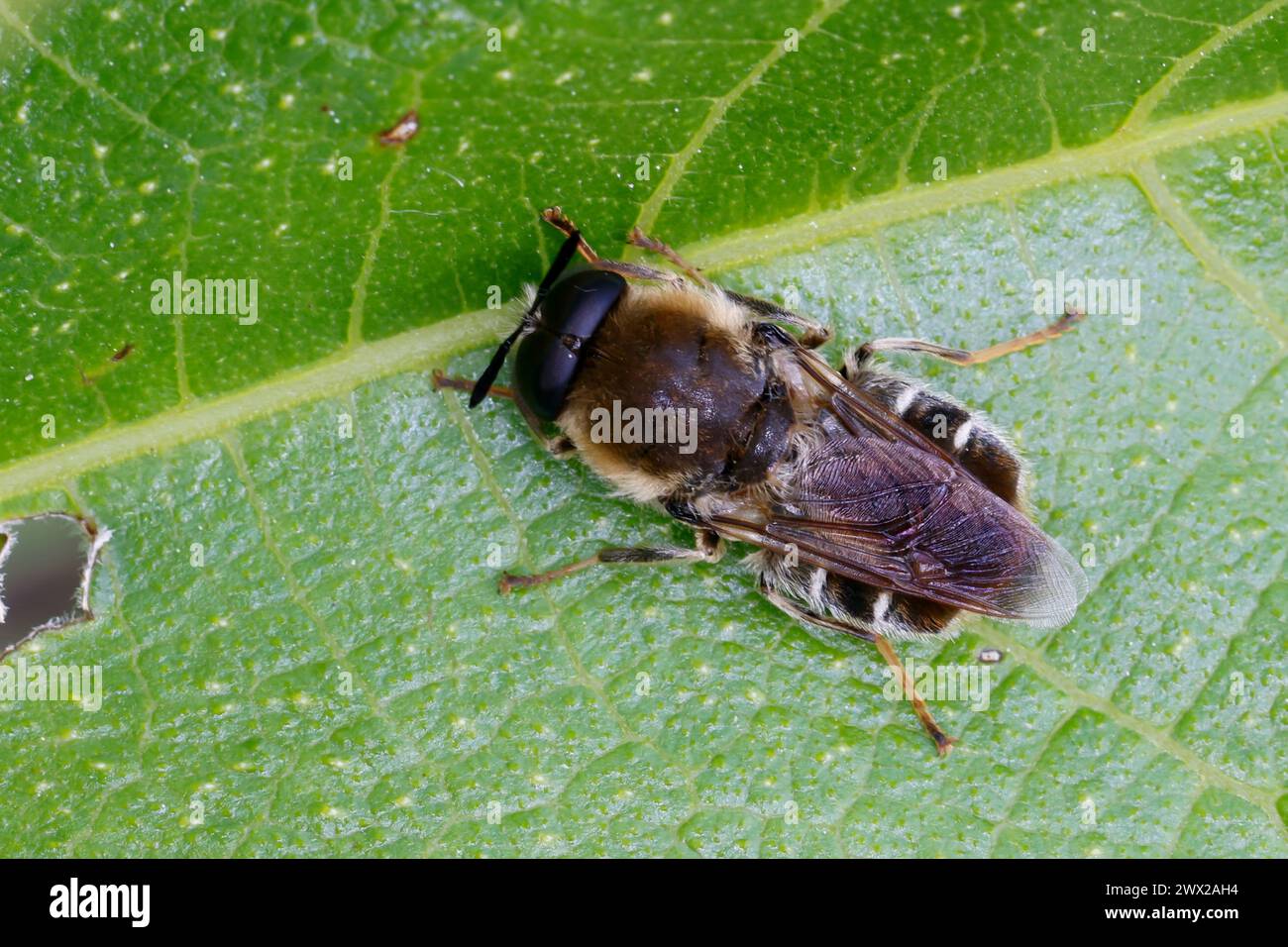 Stratiomys longicornis hi-res stock photography and images - Alamy