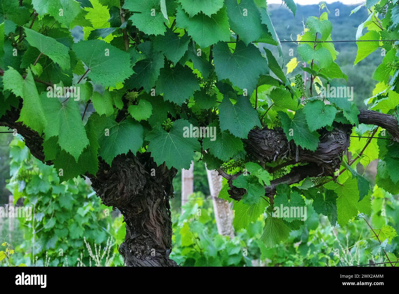Vinery. 60-year-old bushes of wine grapes. Ovary of fruits. Madeira is ...