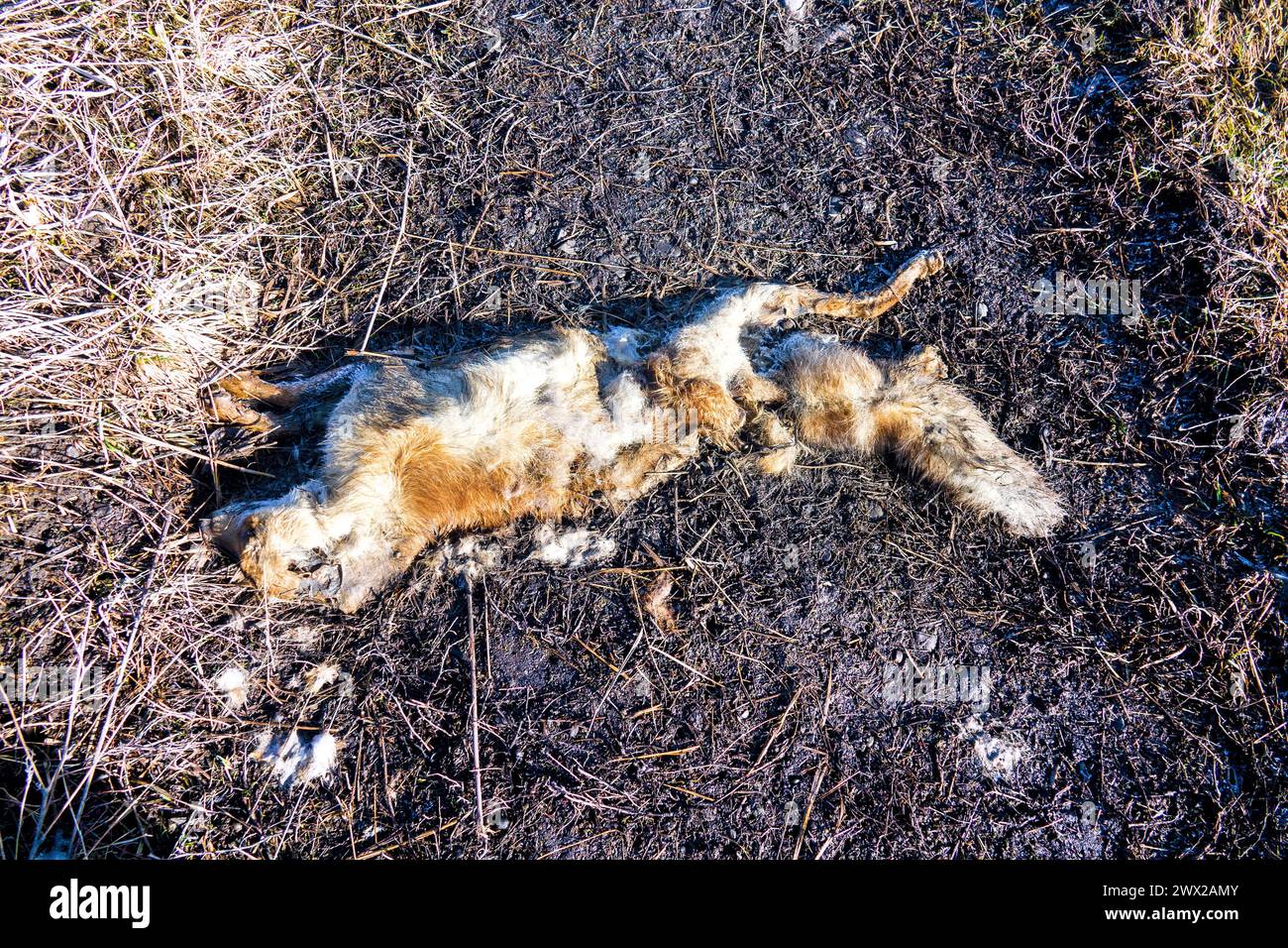 Red Fox died in the Caucasus Stock Photo - Alamy