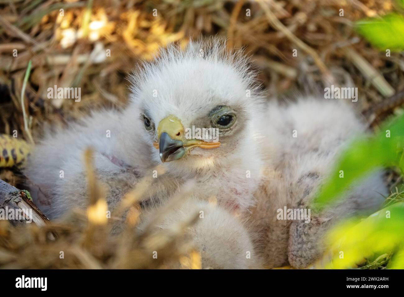 Long-legged buzzard (Buteo rufinus) nestlings are 5 days old, elder's ...
