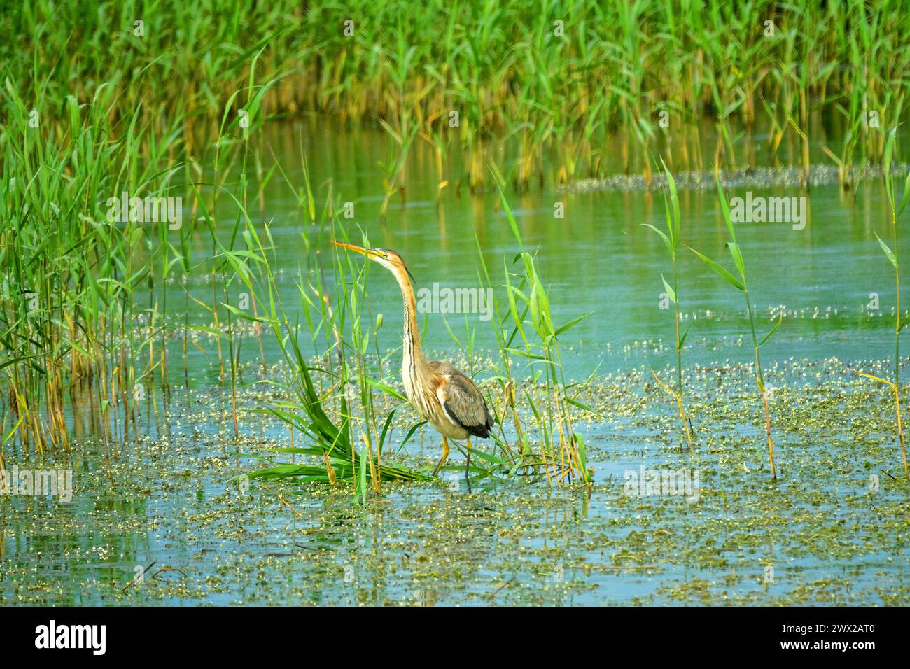 European wetlands. Purple heron (Ardea purpurea) among the swamp ...