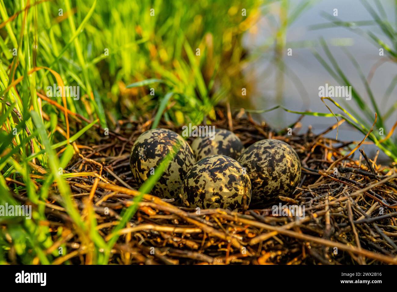 Aeluropus littoralis hi-res stock photography and images - Alamy