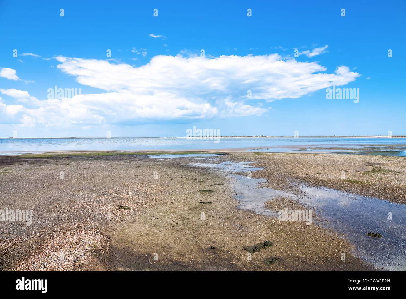 Shell shelly sand hi-res stock photography and images - Alamy