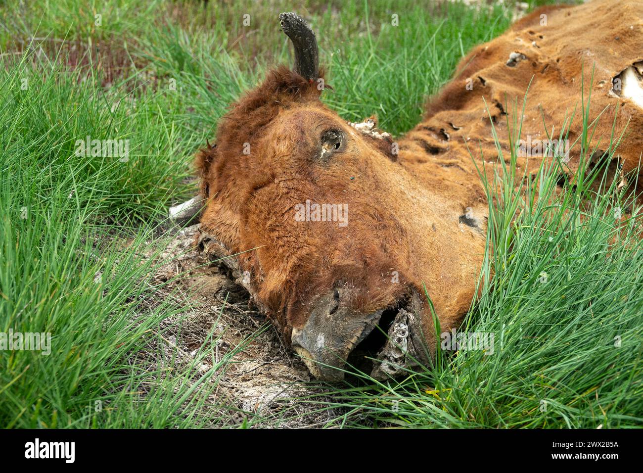 A brown cow died in the winter in a semi-desert. The corpse was eaten ...