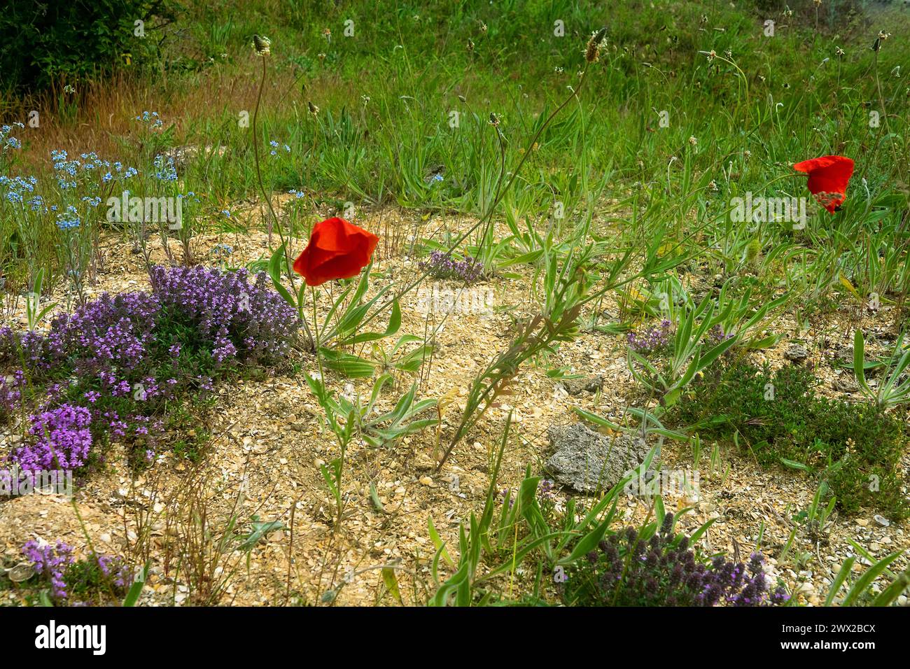 Sea coast steppe, vegetated dune. Arabatskaya strelka. The Sea of Azov ...