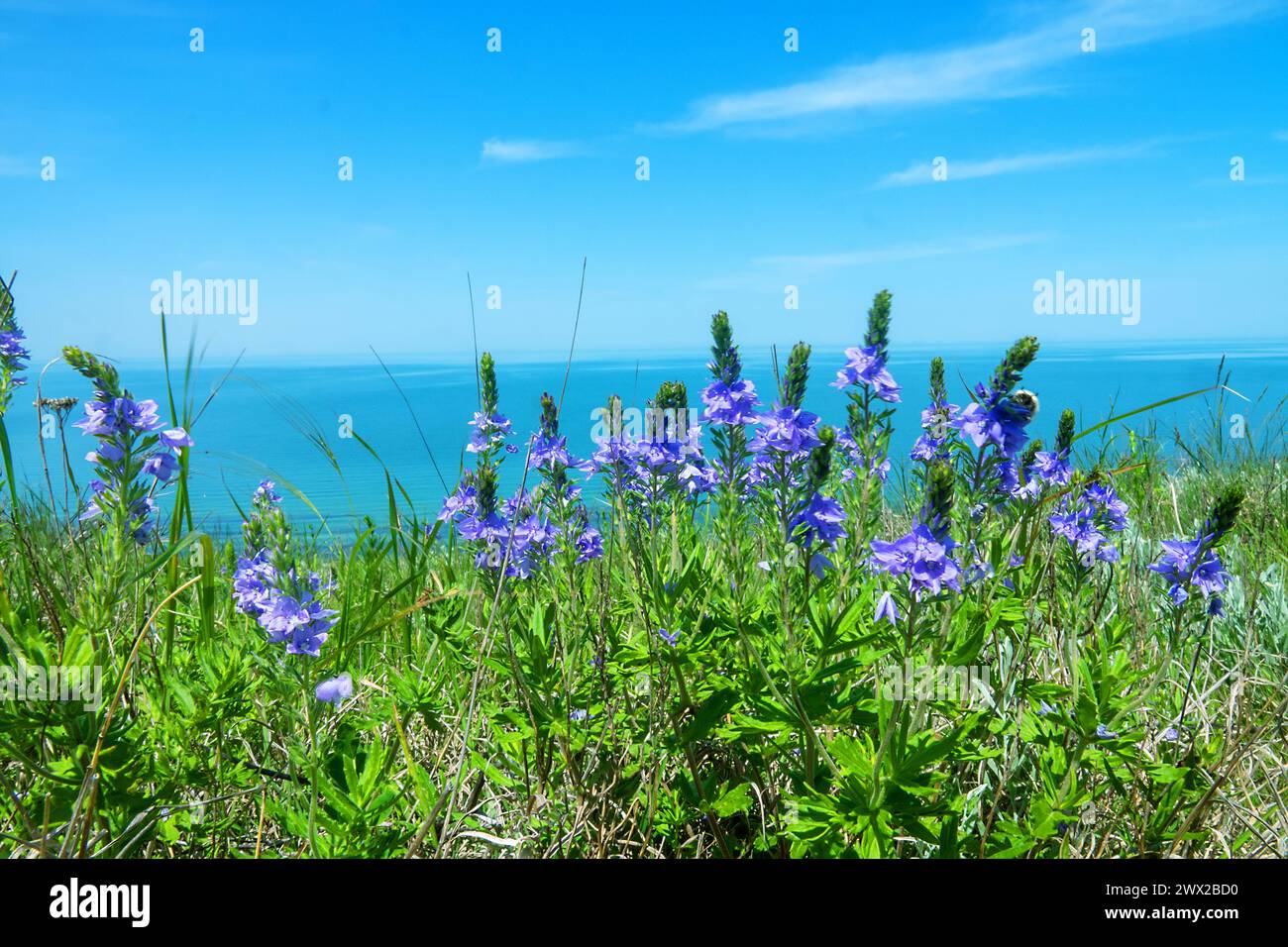 American brooklime hi-res stock photography and images - Alamy