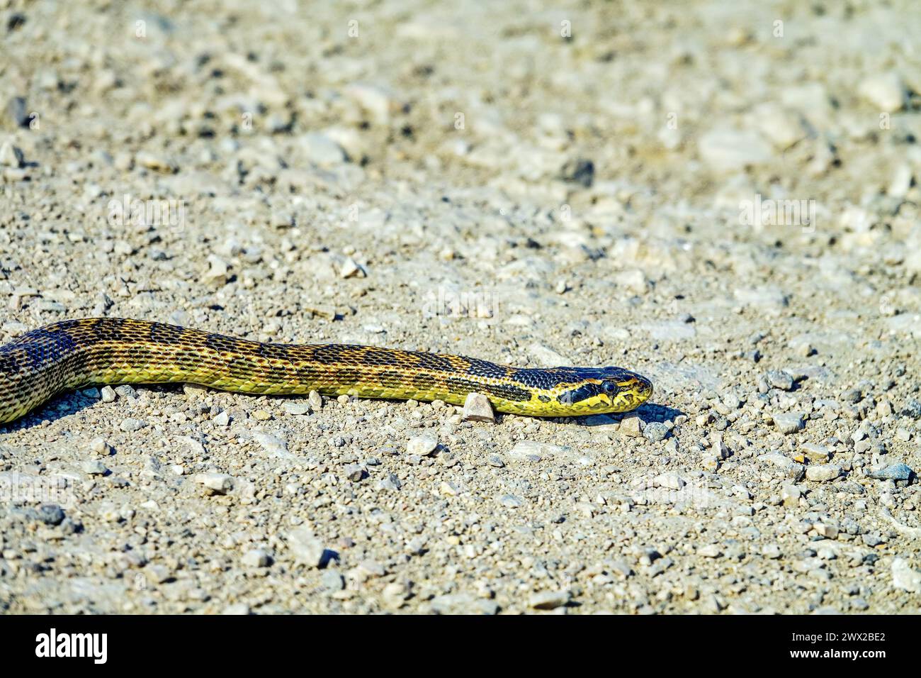 Sarmatian racer, european whip snake (Elaphe sauromates) rare species ...