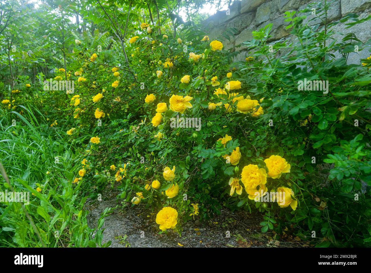Cankerbloom hi-res stock photography and images - Alamy
