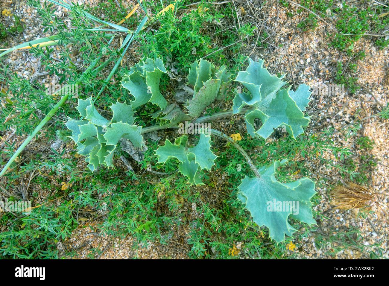 Sea eryngo (Eryngium maritimum) on the sandy-shell beach. Vegetative ...