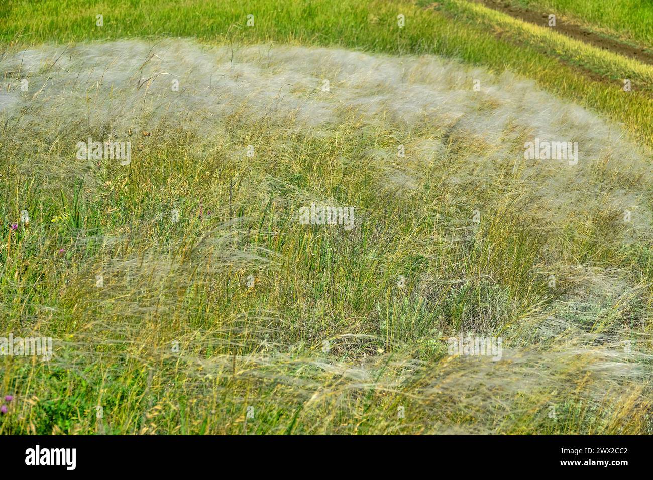 Feather-grass true steppe. Northern Black Sea region. The most common ...