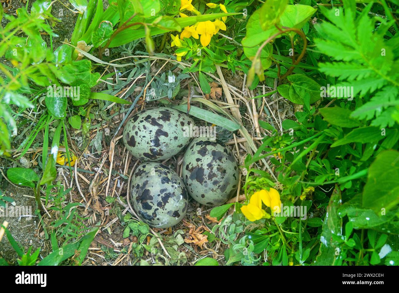 Common Tern nest (Sterna hirundo) unusually colored eggs, sea meadow of ...
