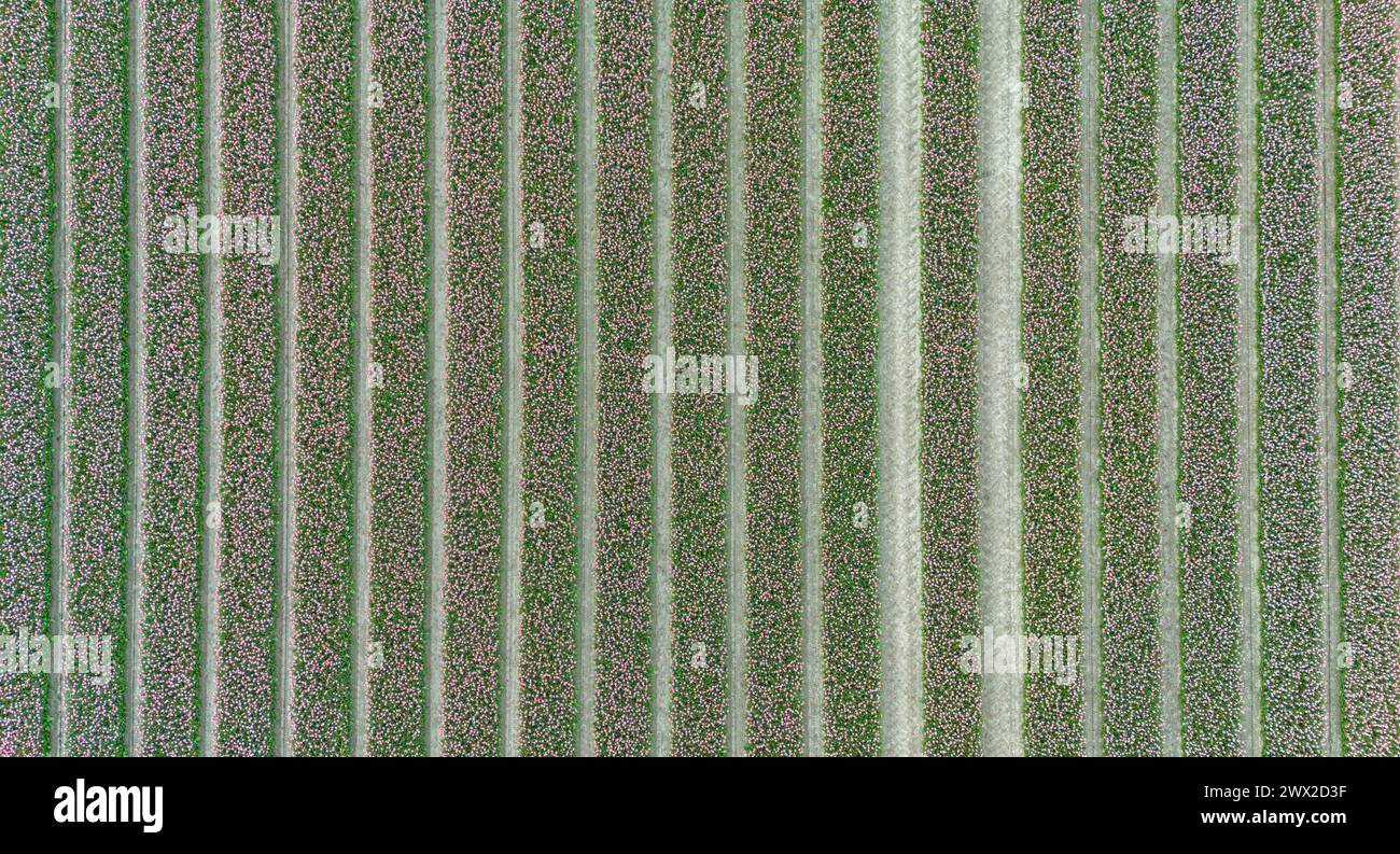 pink tulip fields in spring in the netherlands dronehoto top view Stock ...