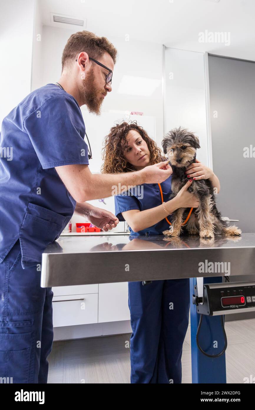 Female vet puppy hi-res stock photography and images - Alamy