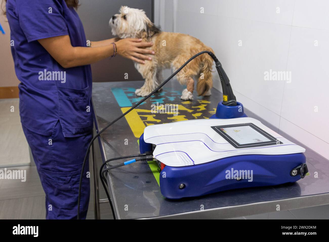 Female veterinary physiotherapist applying care to a dog with an ...