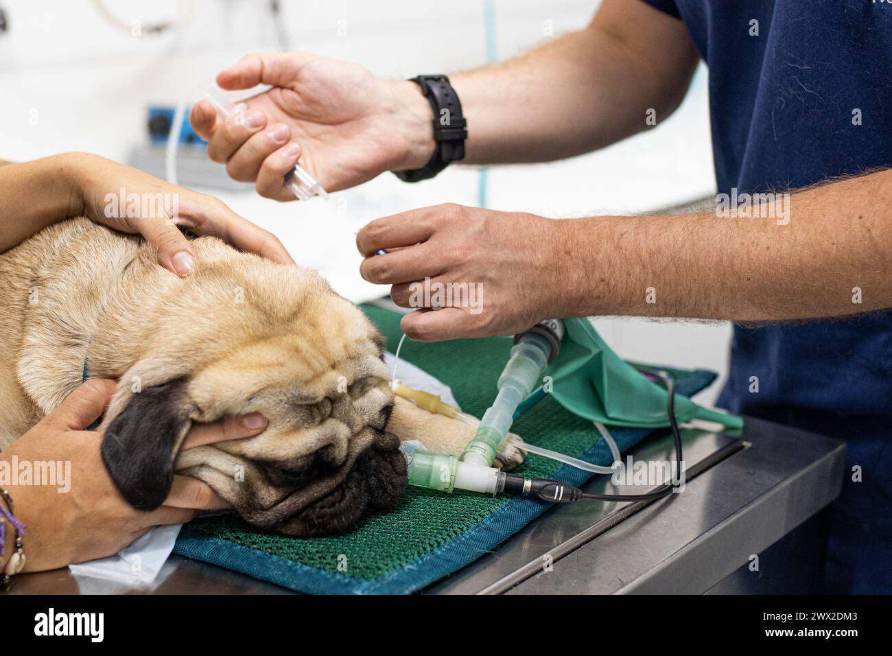 Animal surgery room hi-res stock photography and images - Alamy