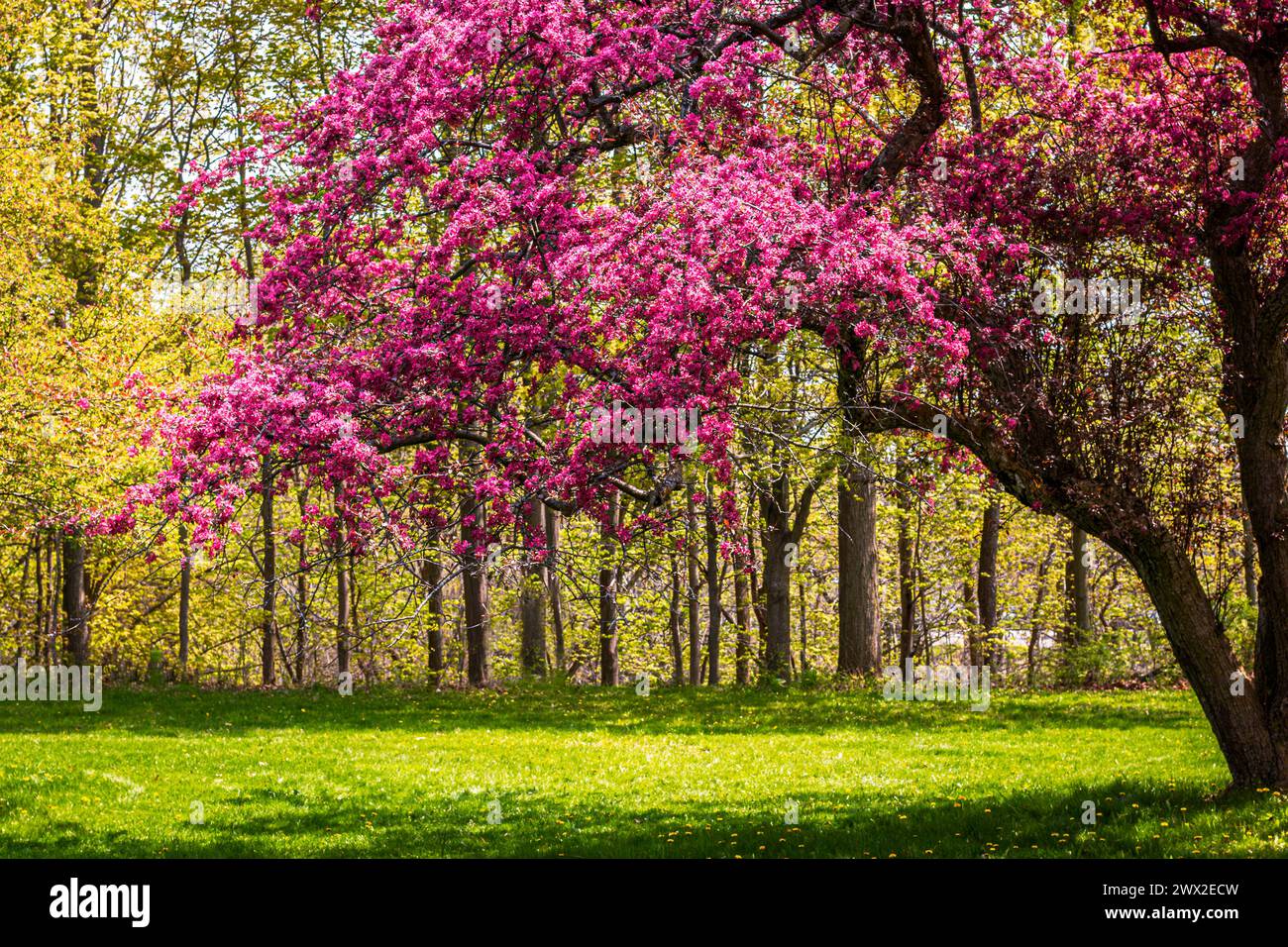 A Japanese Crabapple Tree in Full Bloom in spring time Stock Photo - Alamy
