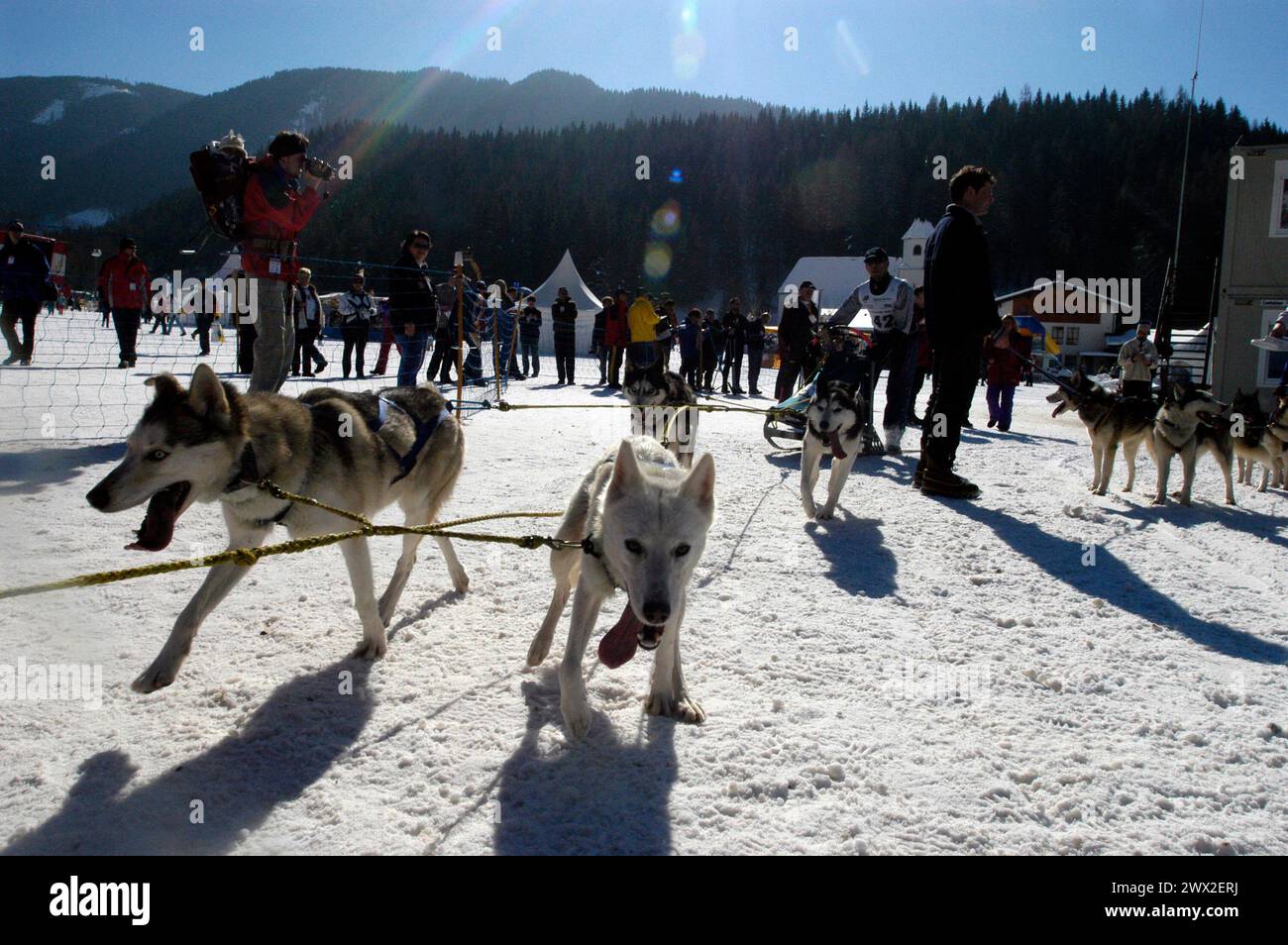 dogs are used in interact with humans a dog in interaction to humans ...