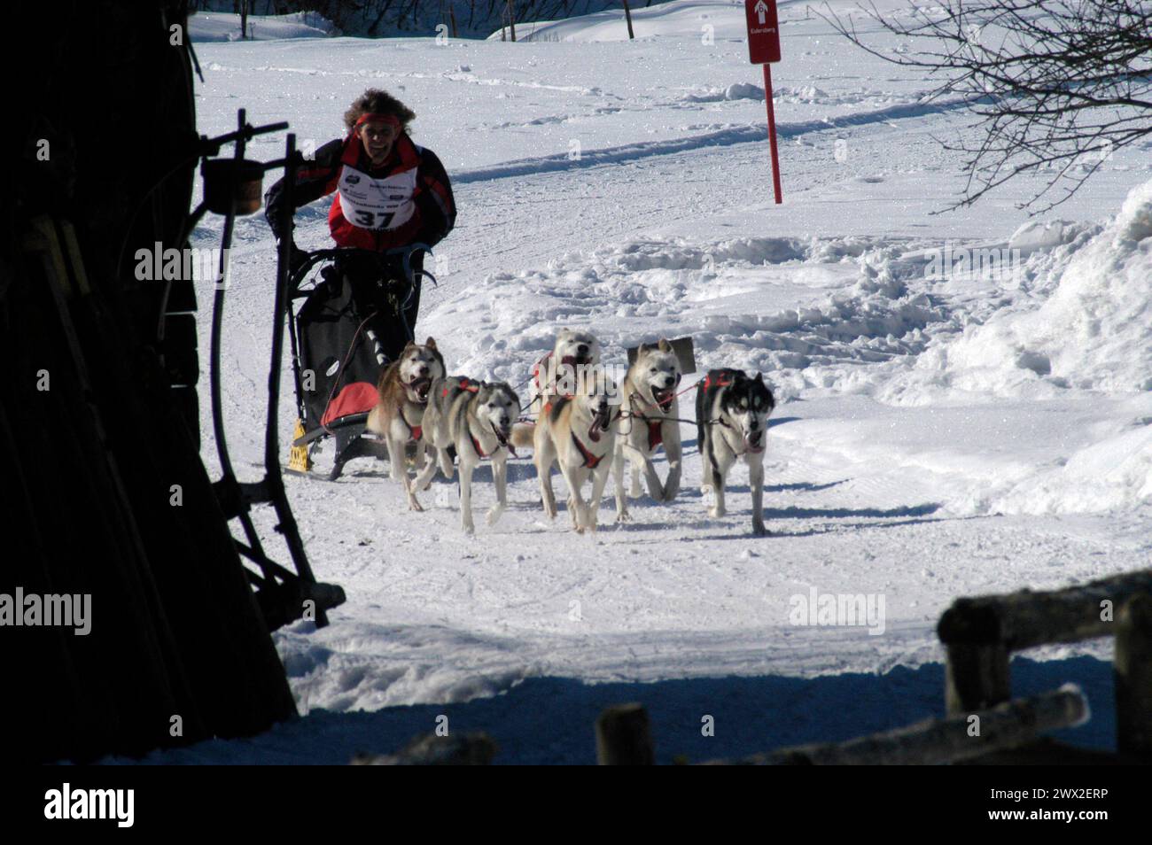 dogs are used in interact with humans a dog in interaction to humans ...