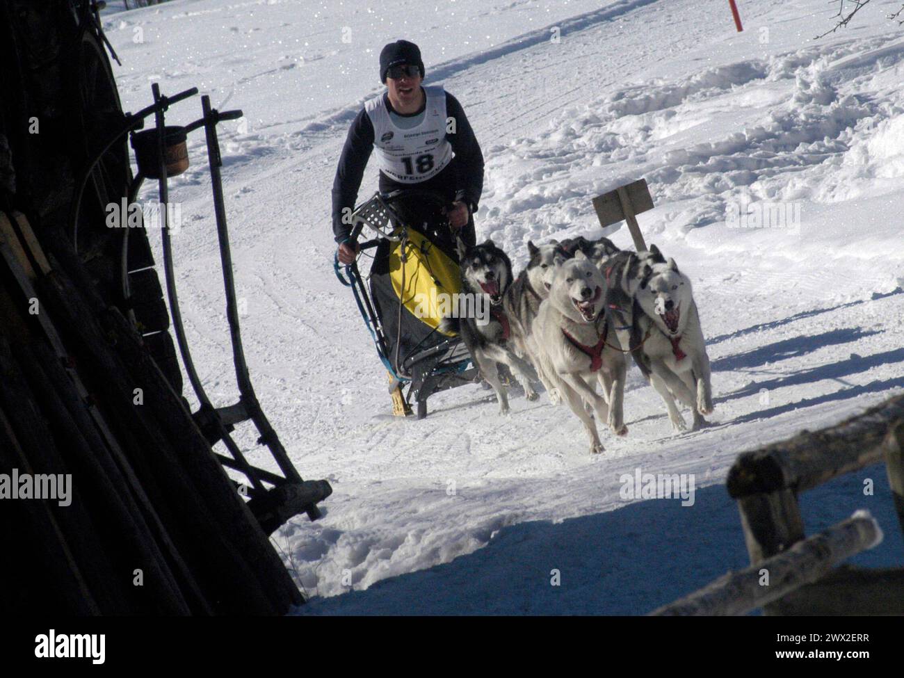 dogs are used in interact with humans a dog in interaction to humans ...