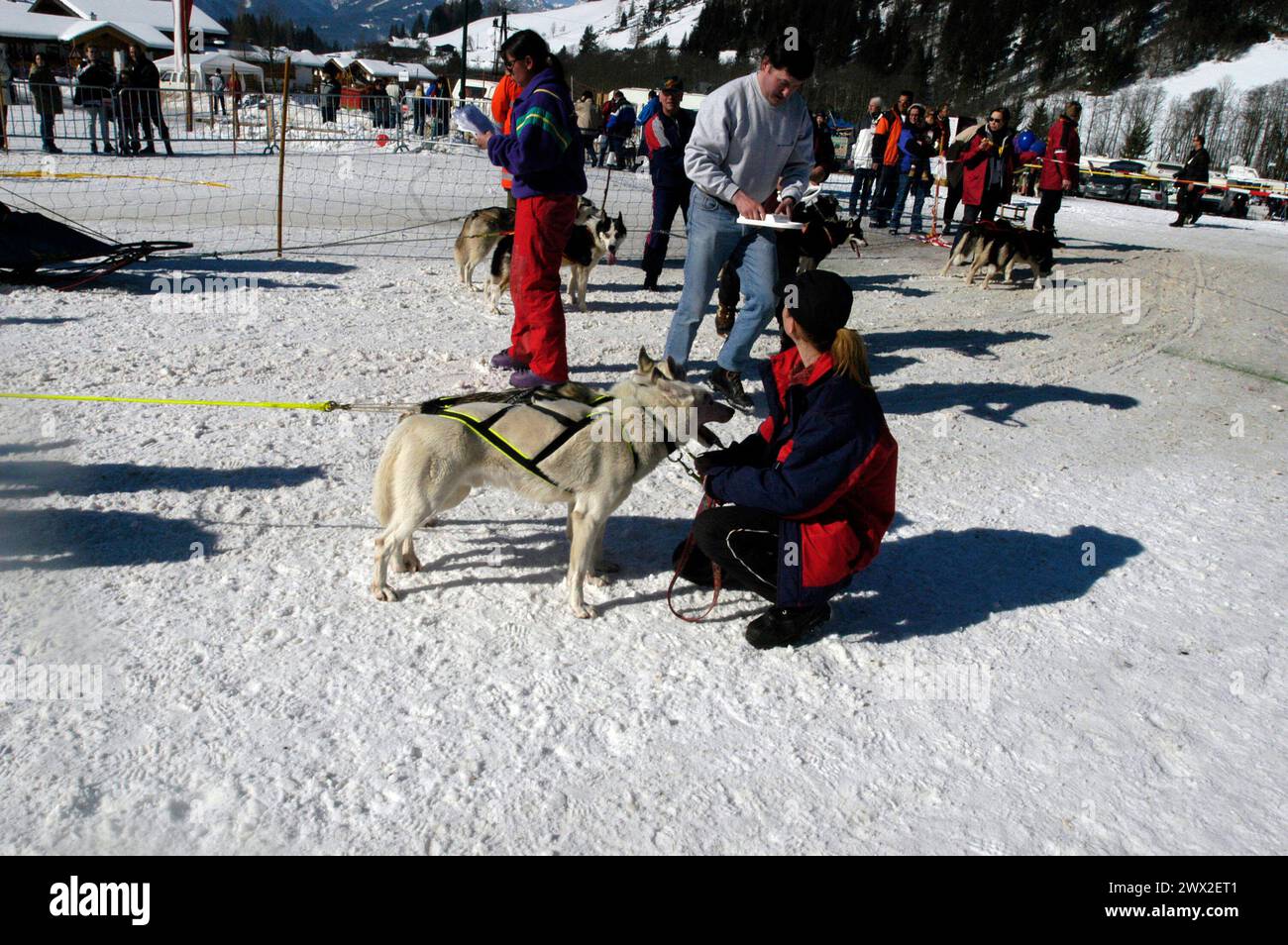 dogs are used in interact with humans a dog in interaction to humans ...