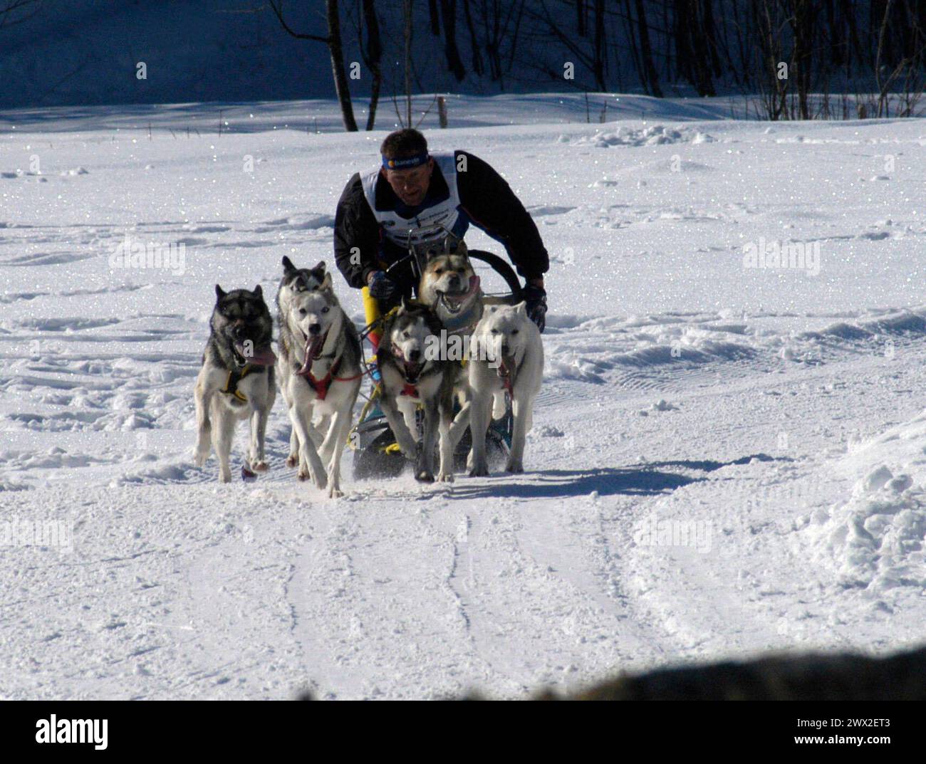 dogs are used in interact with humans a dog in interaction to humans ...