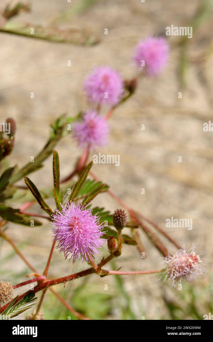 Mimosa pudica flowers and leaves Stock Photo - Alamy
