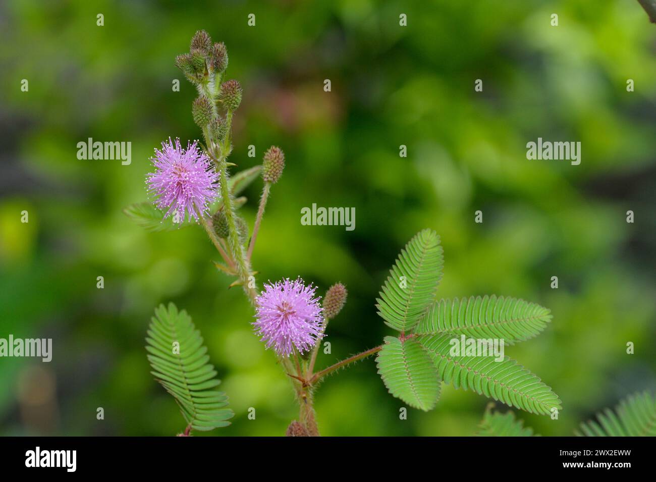 Mimosa pudica flowers and leaves Stock Photo - Alamy