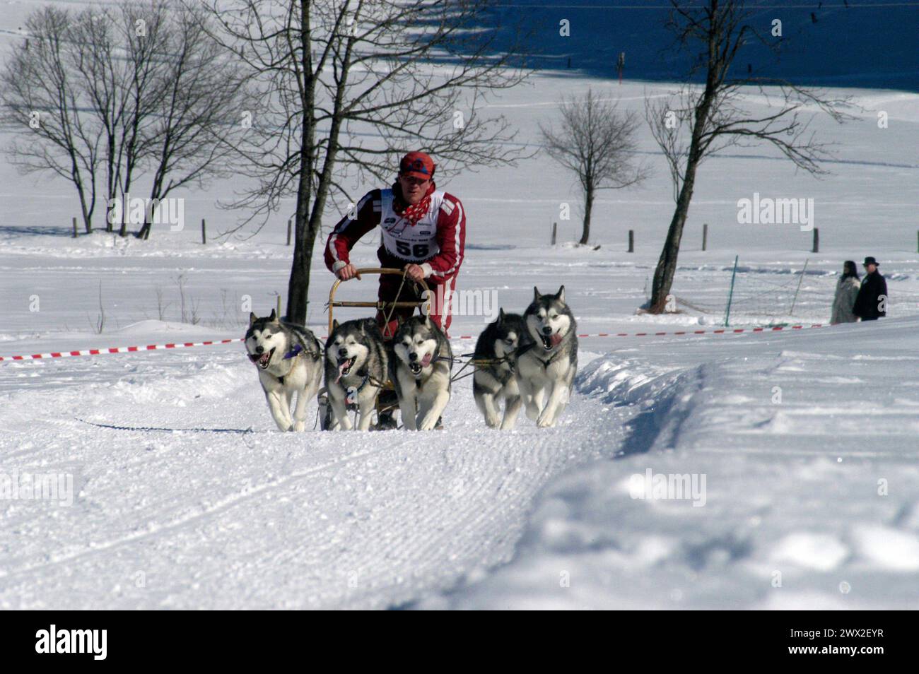 dogs are used in interact with humans a dog in interaction to humans ...