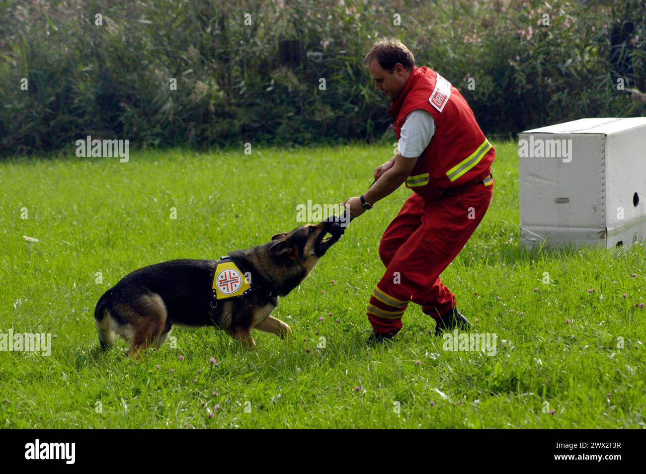 dogs are used in interact with humans a dog in interaction to humans ...