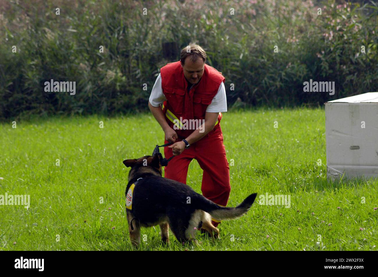 dogs are used in interact with humans a dog in interaction to humans ...