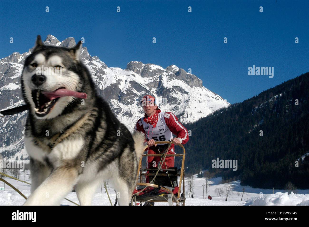 dogs are used in interact with humans a dog in interaction to humans ...