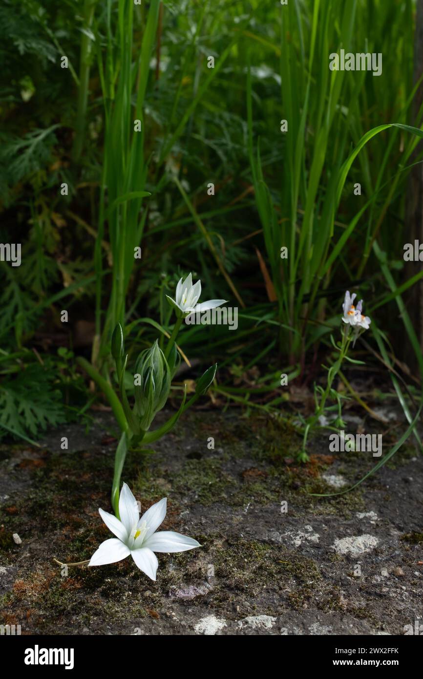 A star of Bethlehem (Ornithogalum divergens) and a three-leaved ...