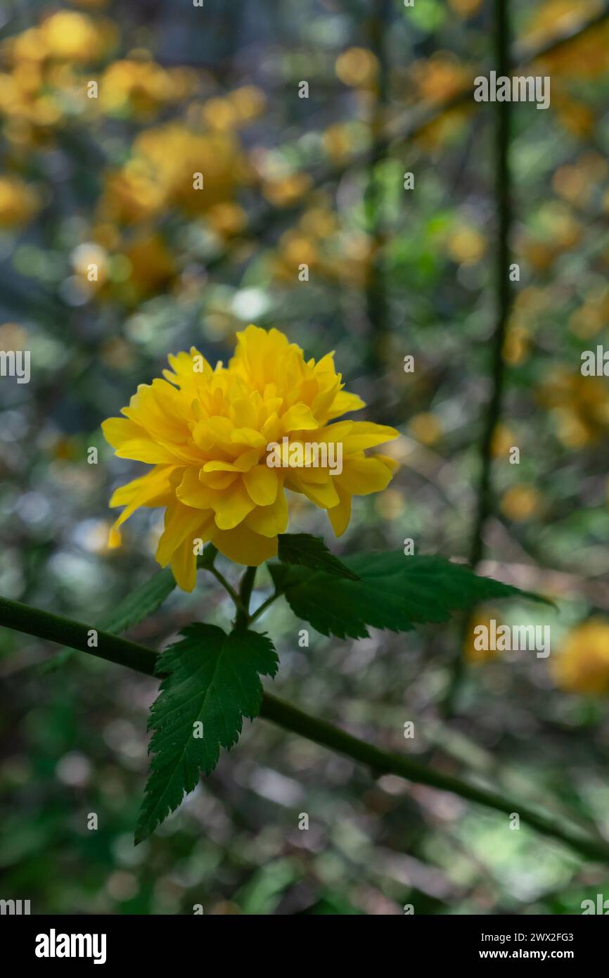 Closeup of a Japanese rose (Kerria japonica pleniflora) flowering in ...