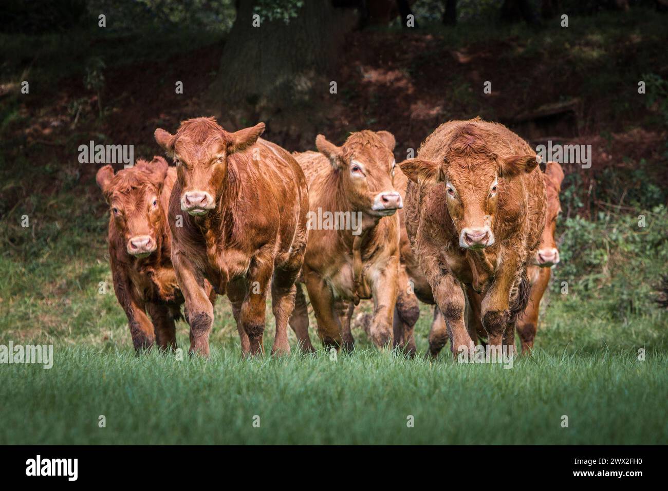 Limousin cattle hi-res stock photography and images - Alamy