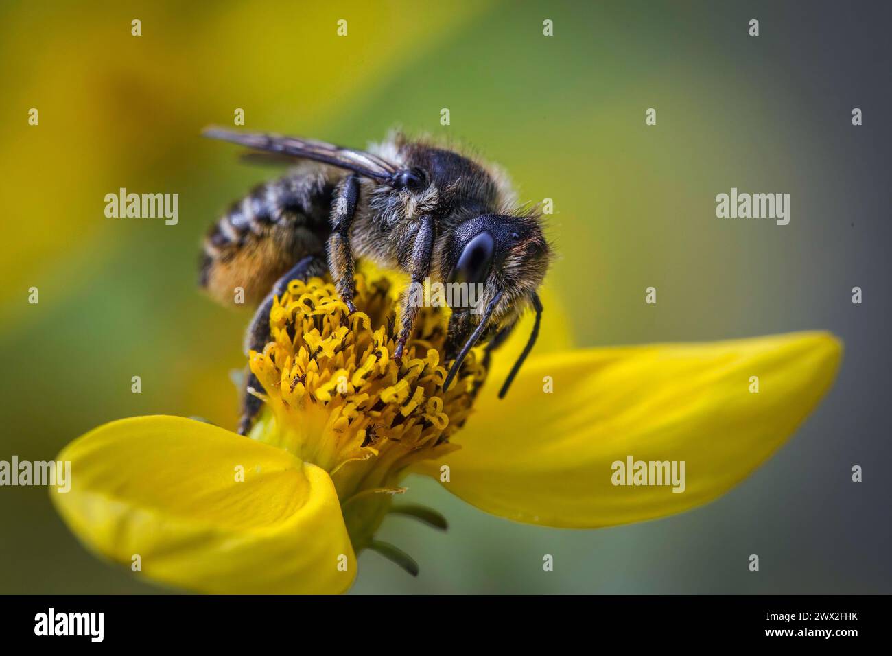 Female Leafcutter Bee feeding from a garden flower Stock Photo - Alamy