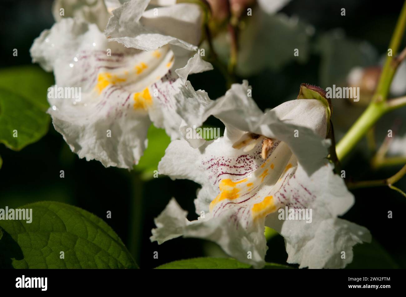 Close up catalpa tree hi-res stock photography and images - Alamy
